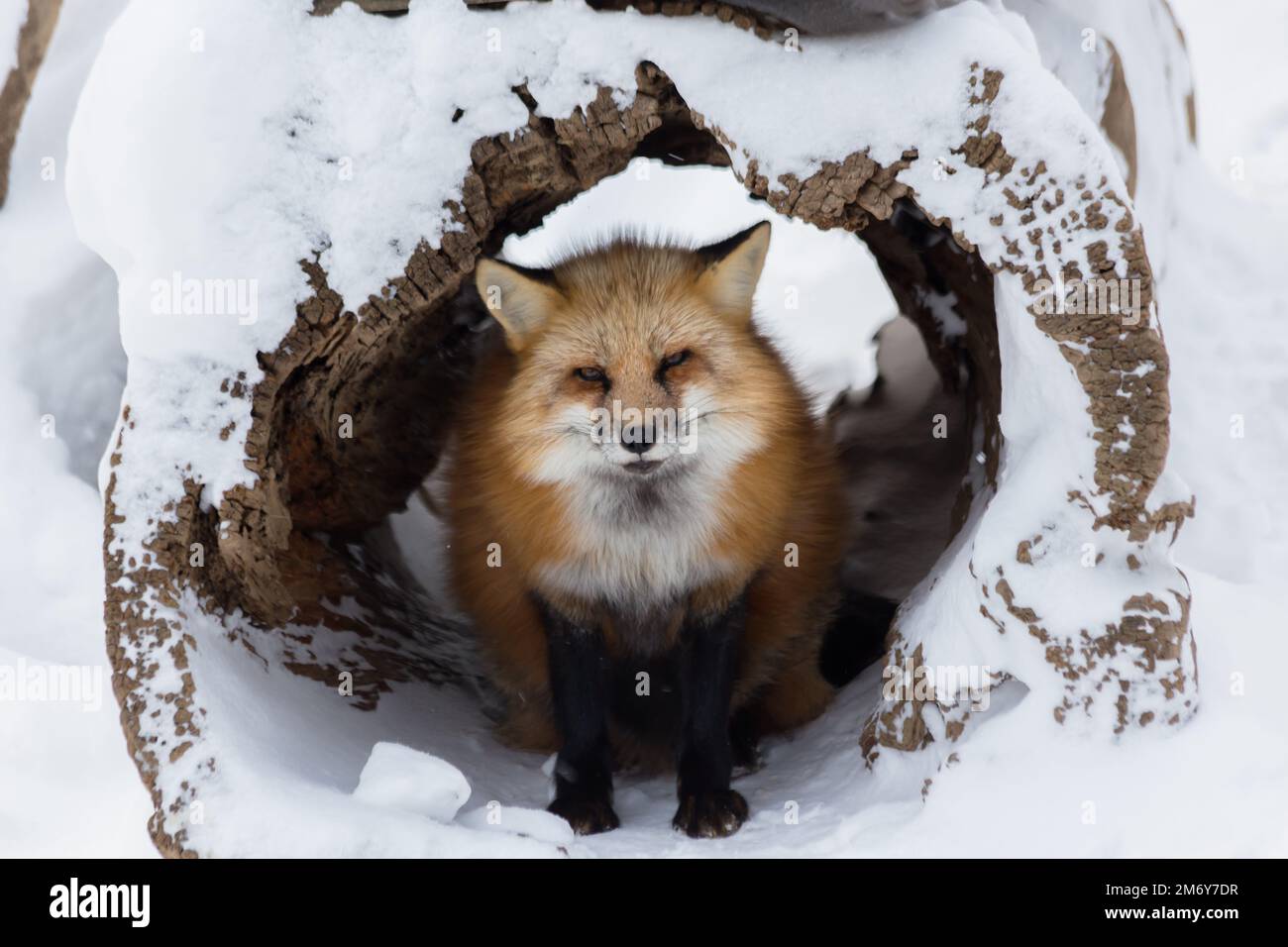 Fox and Snow Stock Photo - Alamy