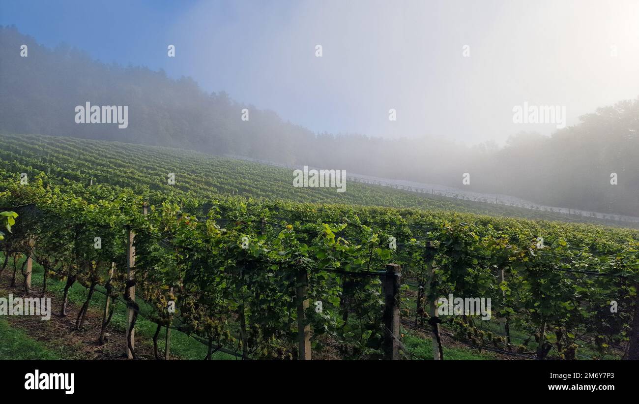 A landscape view of grape field under blue sky with sunlight Stock ...