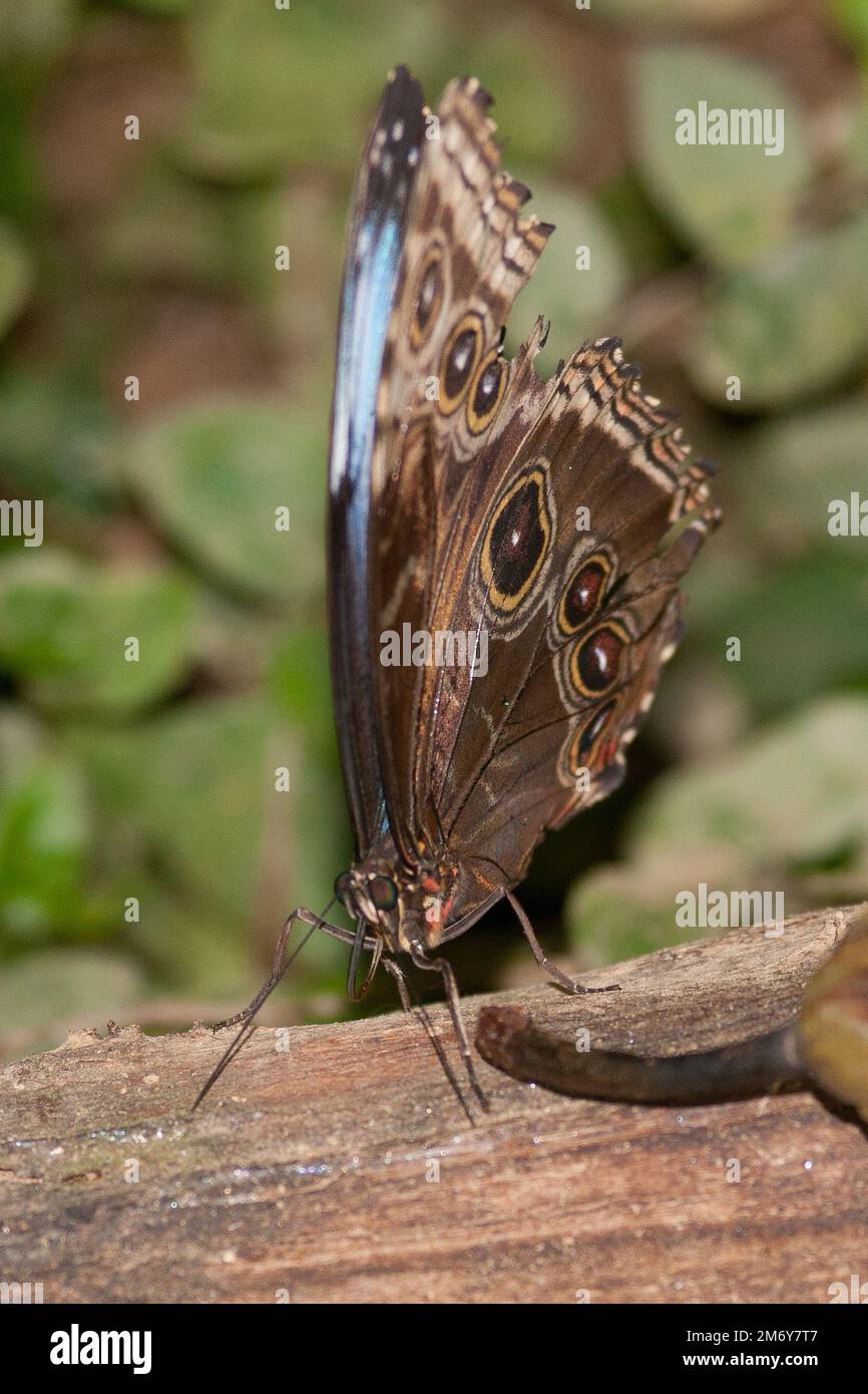 Owl fly larva hi-res stock photography and images - Alamy