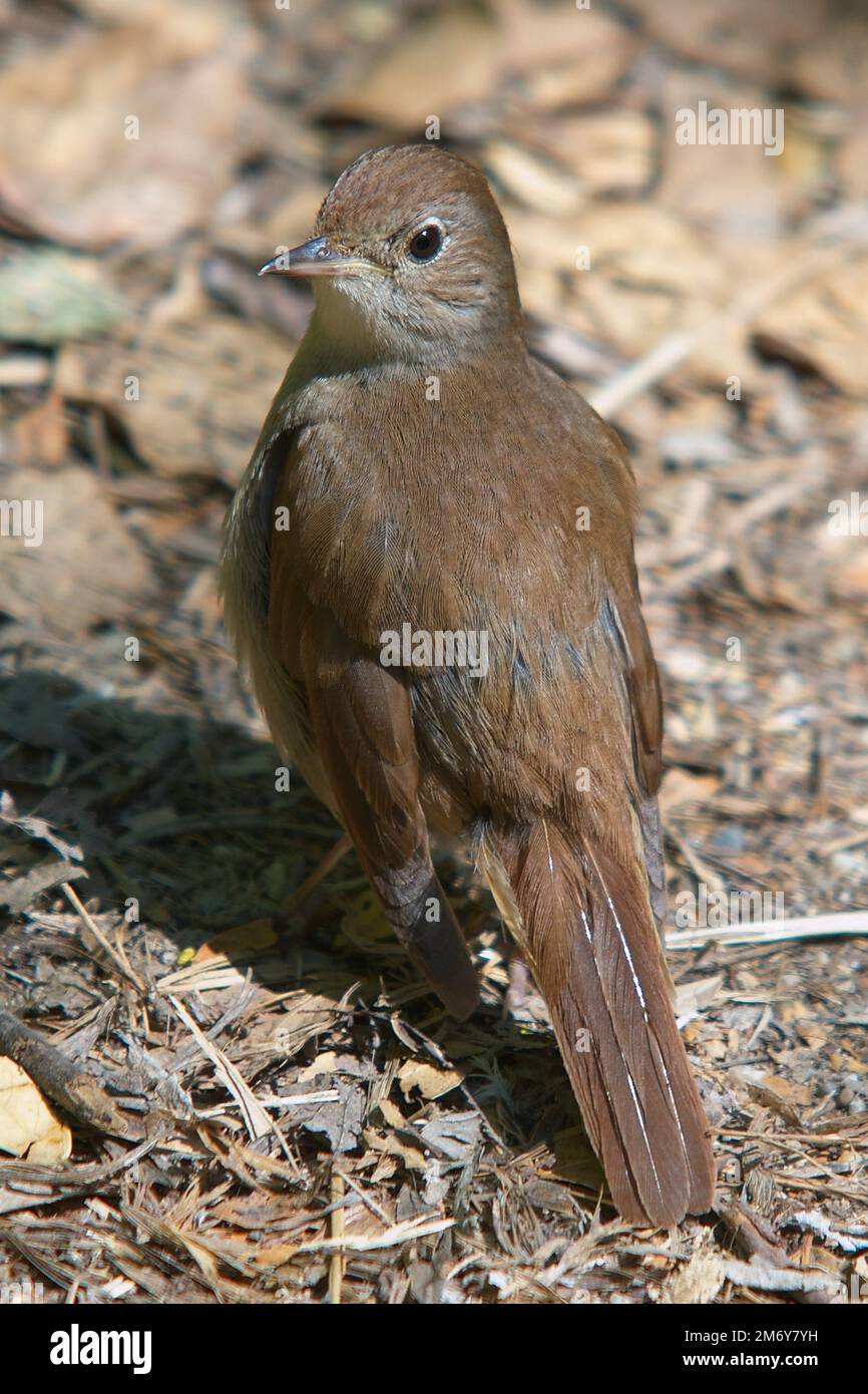 Passeriform bird hi-res stock photography and images - Alamy