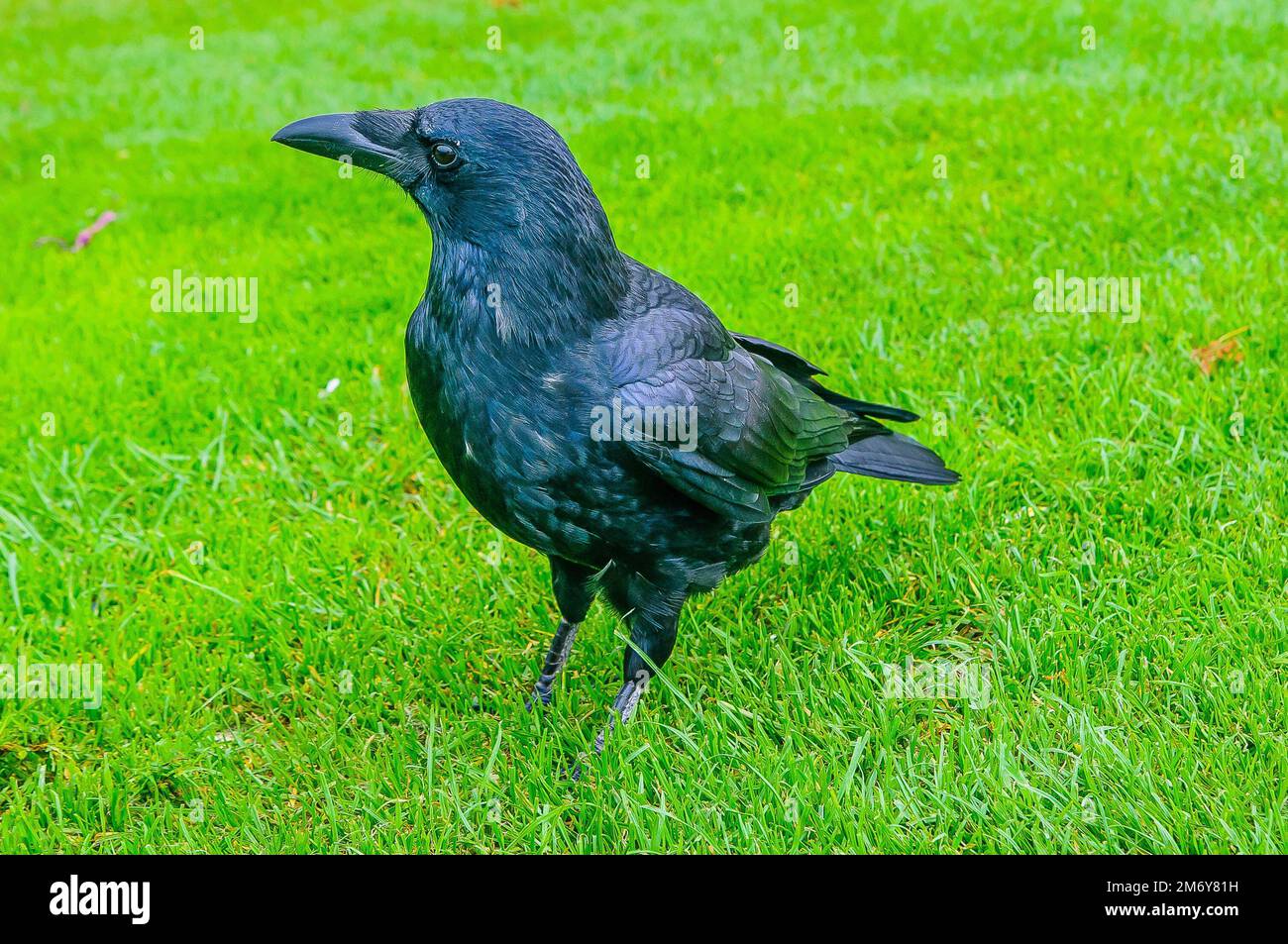 The Carrion Crow Corvus corone is a passerine order of birds Stock Photo - Alamy