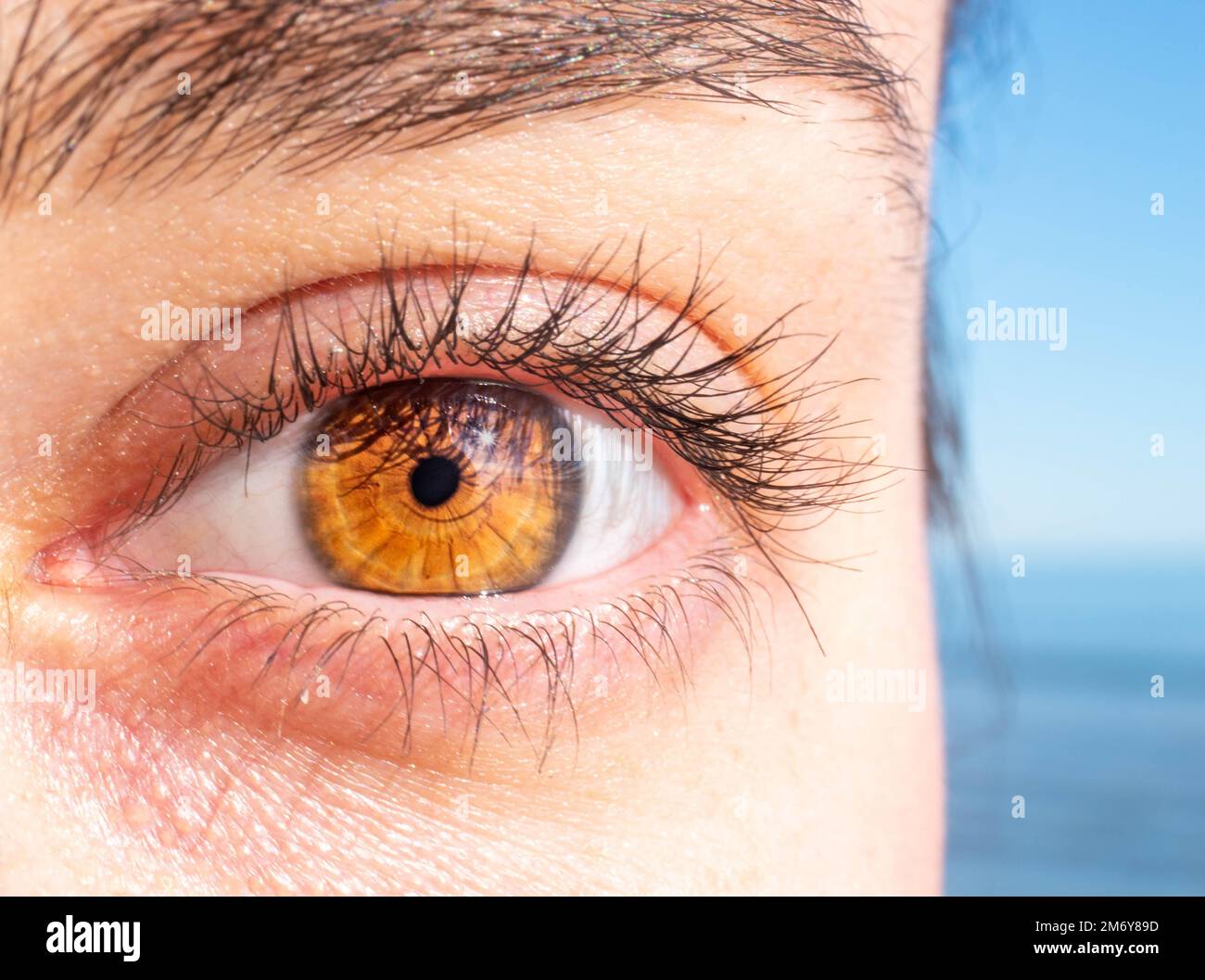 macro photography of a female eye. Human eye texture. eye pupil. Human eyelashes. Brown eye ...
