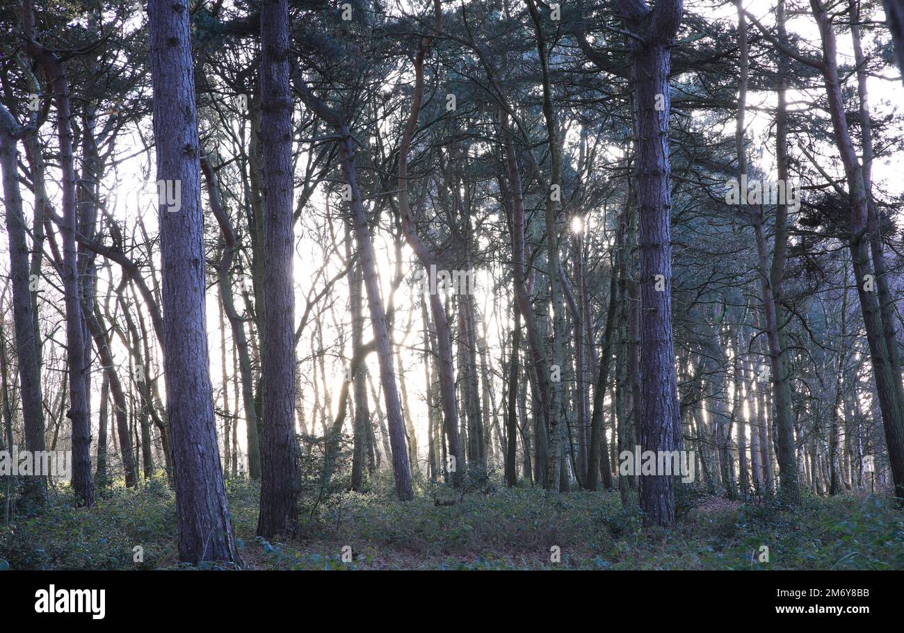Birmingham trees hi-res stock photography and images - Alamy
