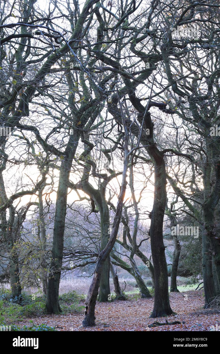A vertical shot of trees in Sutton park in Birmingham, UK Stock Photo ...