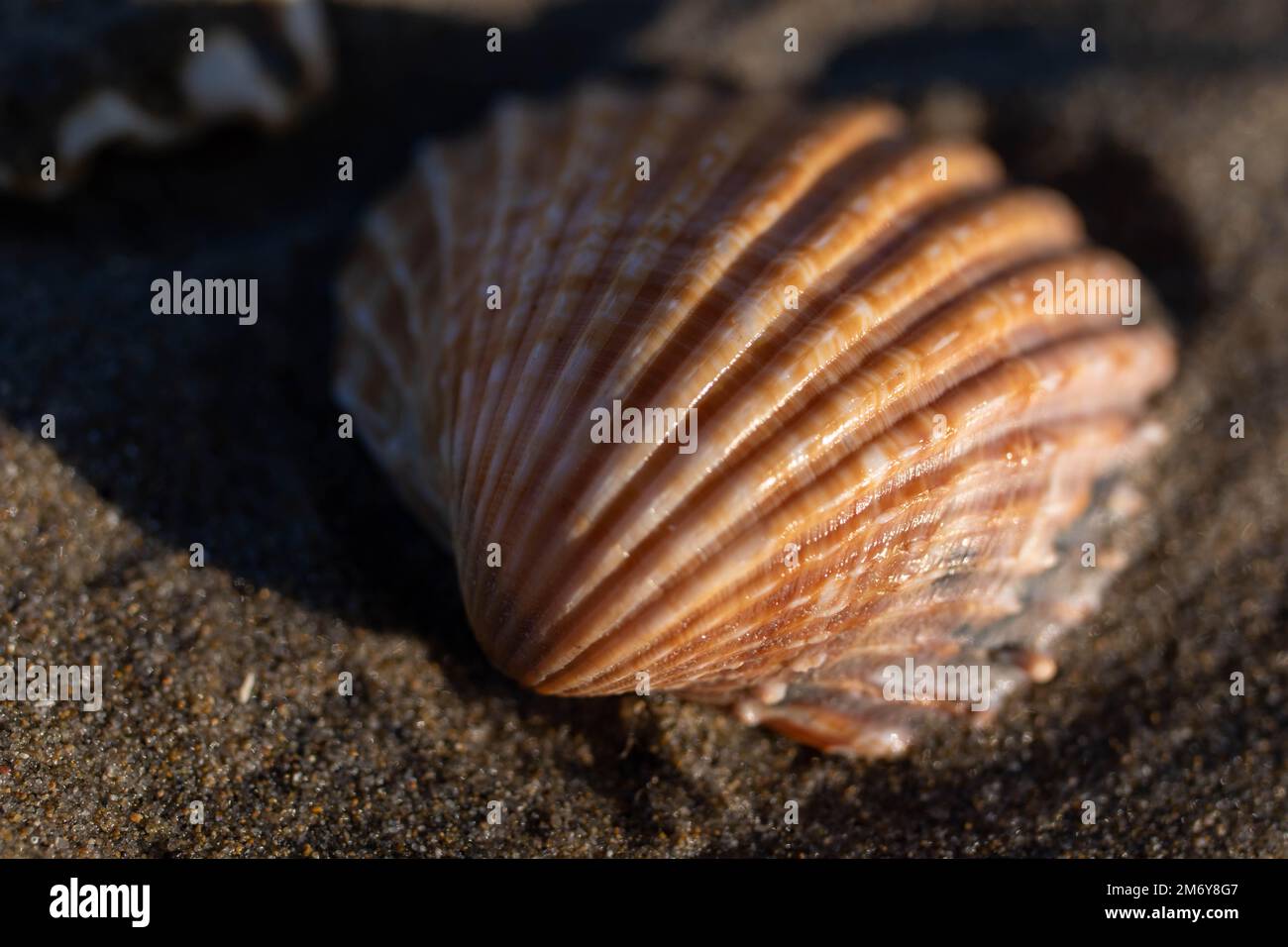 seashell on a beach.Various and colorful seashells with sunshine.Summer ...