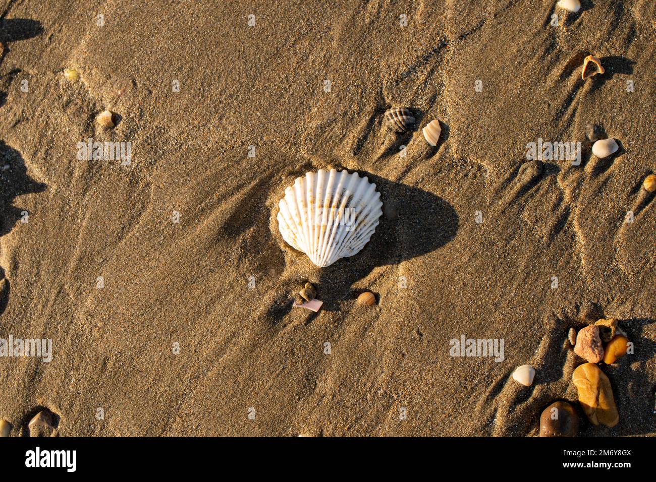 seashell on a beach.Various and colorful seashells with sunshine.Summer ...