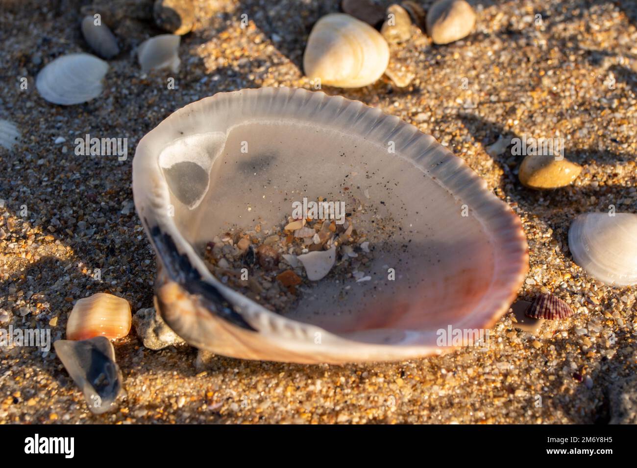 seashell on a beach.Various and colorful seashells with sunshine.Summer ...