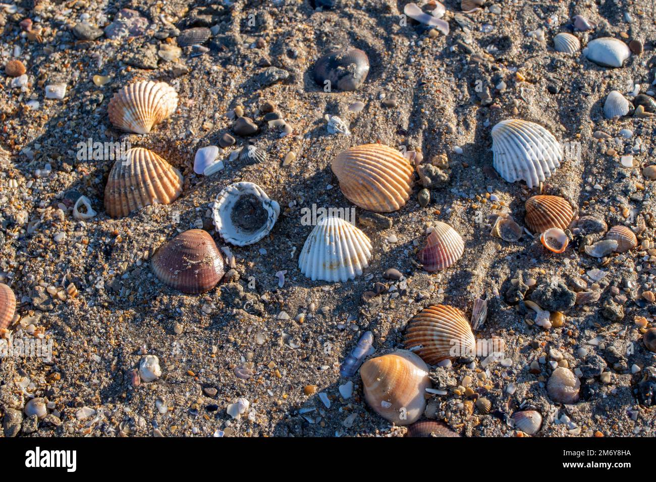 seashell on a beach.Various and colorful seashells with sunshine.Summer ...