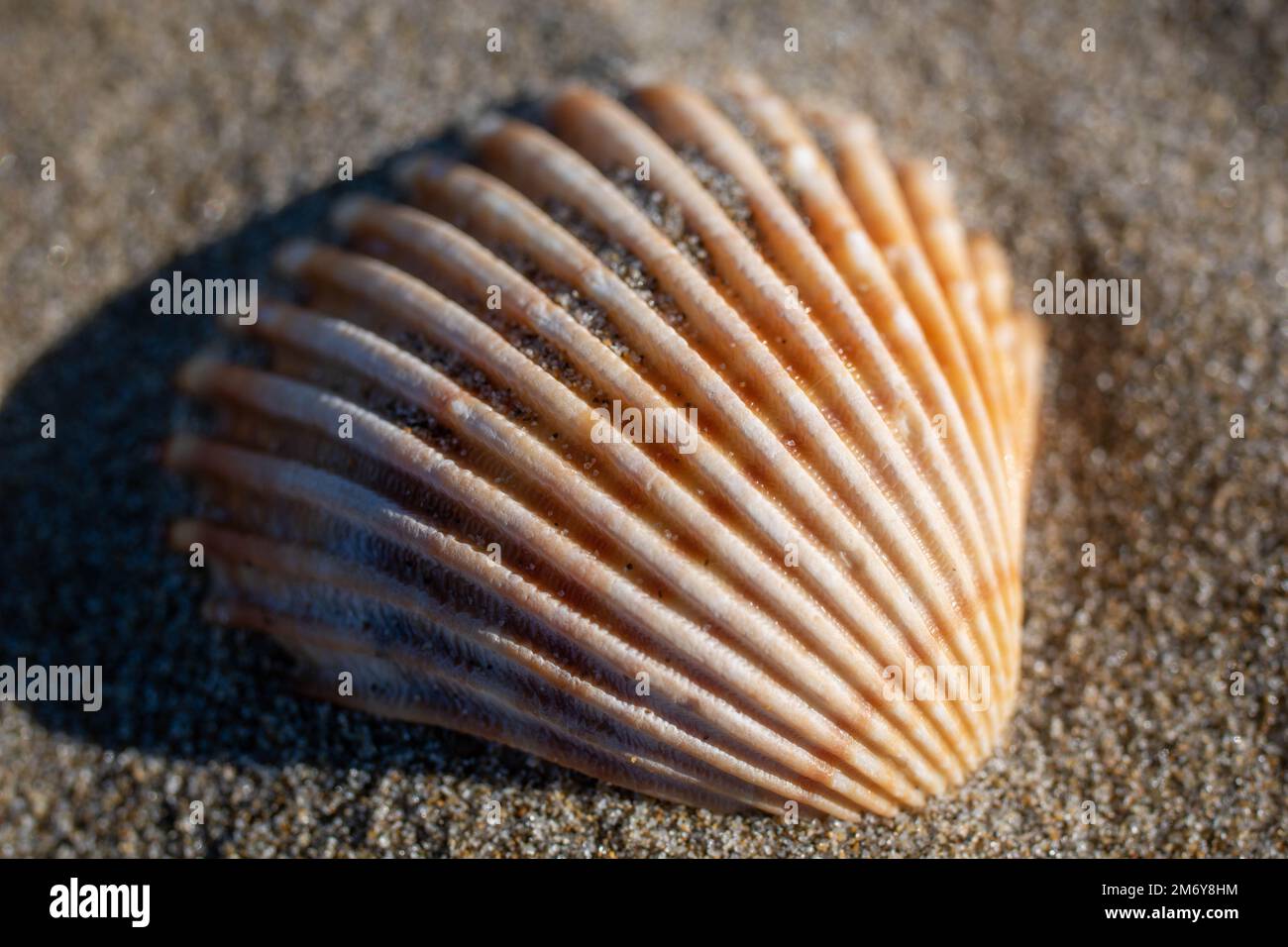 seashell on a beach.Various and colorful seashells with sunshine.Summer ...