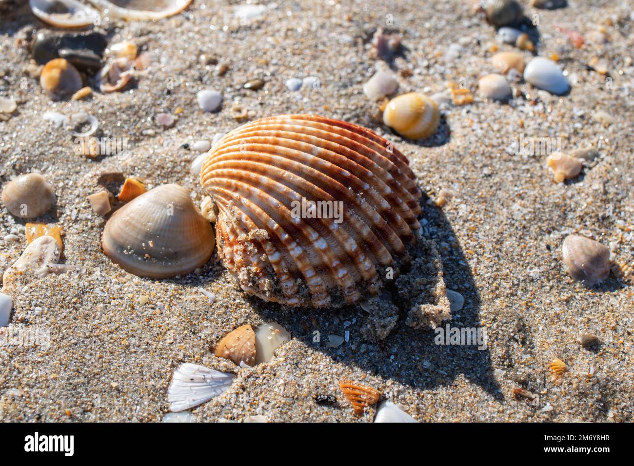 seashell on a beach.Various and colorful seashells with sunshine.Summer ...