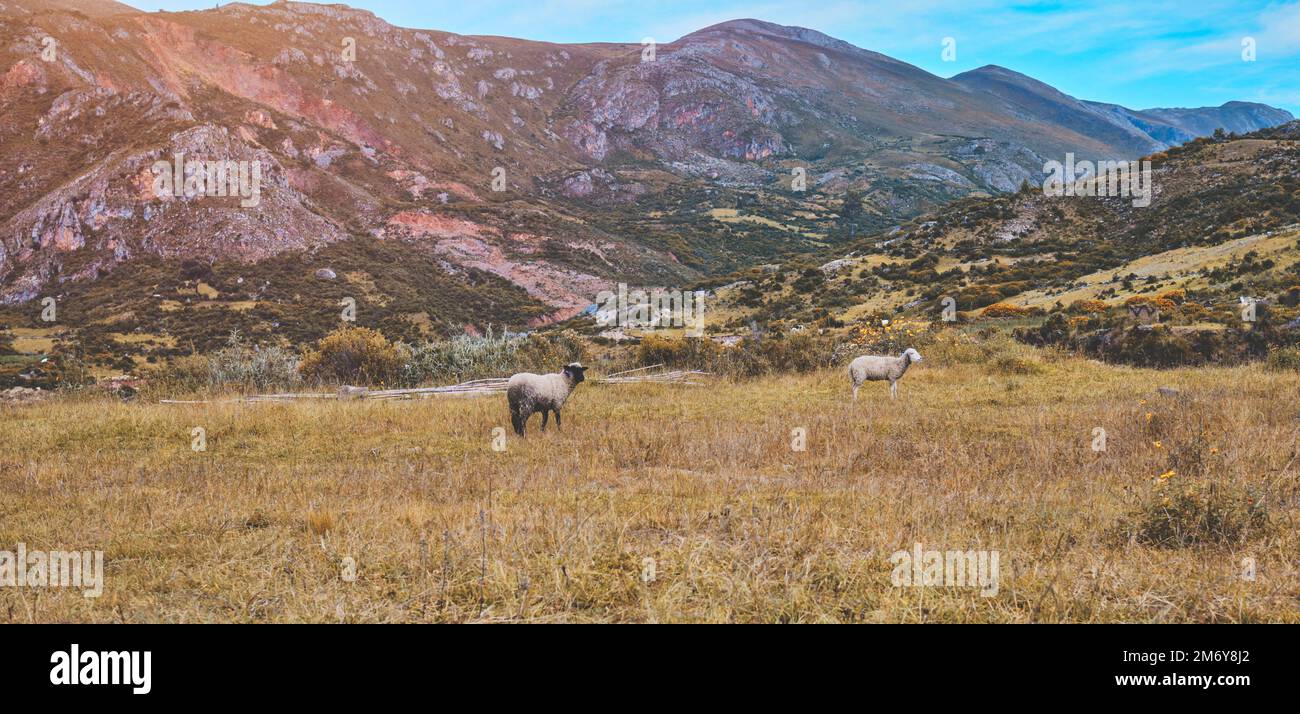 flock of sheep under supervision of a shepherd grazing for natural ...