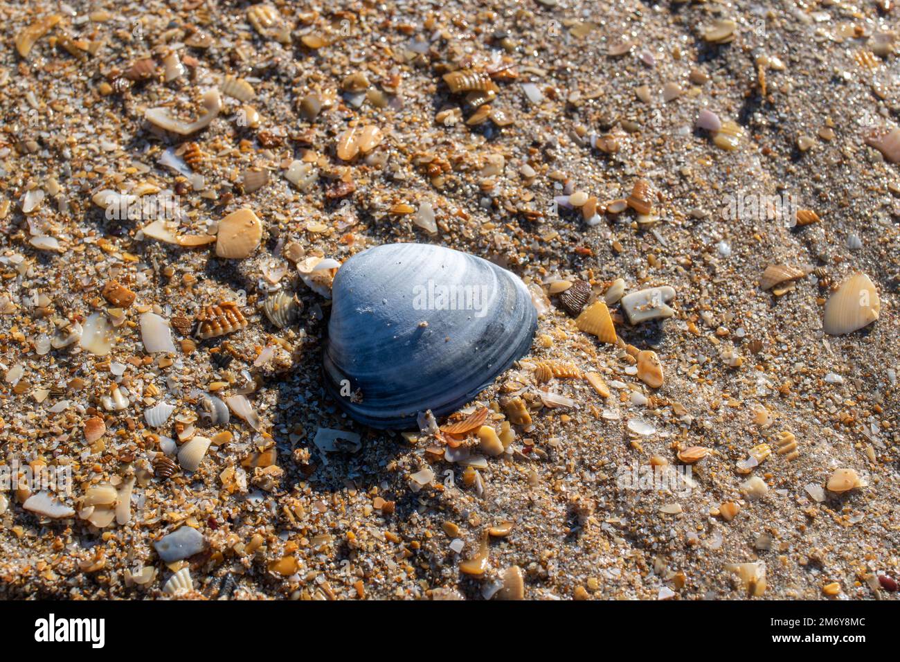 seashell on a beach.Various and colorful seashells with sunshine.Summer ...