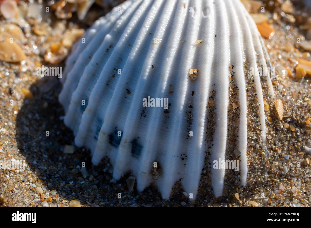 seashell on a beach.Various and colorful seashells with sunshine.Summer ...