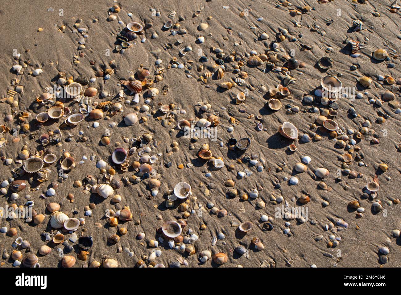 seashell on a beach.Various and colorful seashells with sunshine.Summer ...