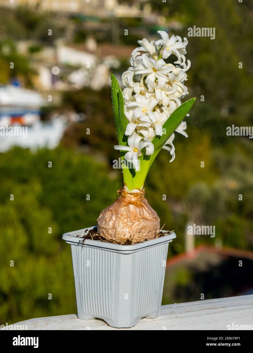White hyacinth flower in a white pot against a mountain village ...