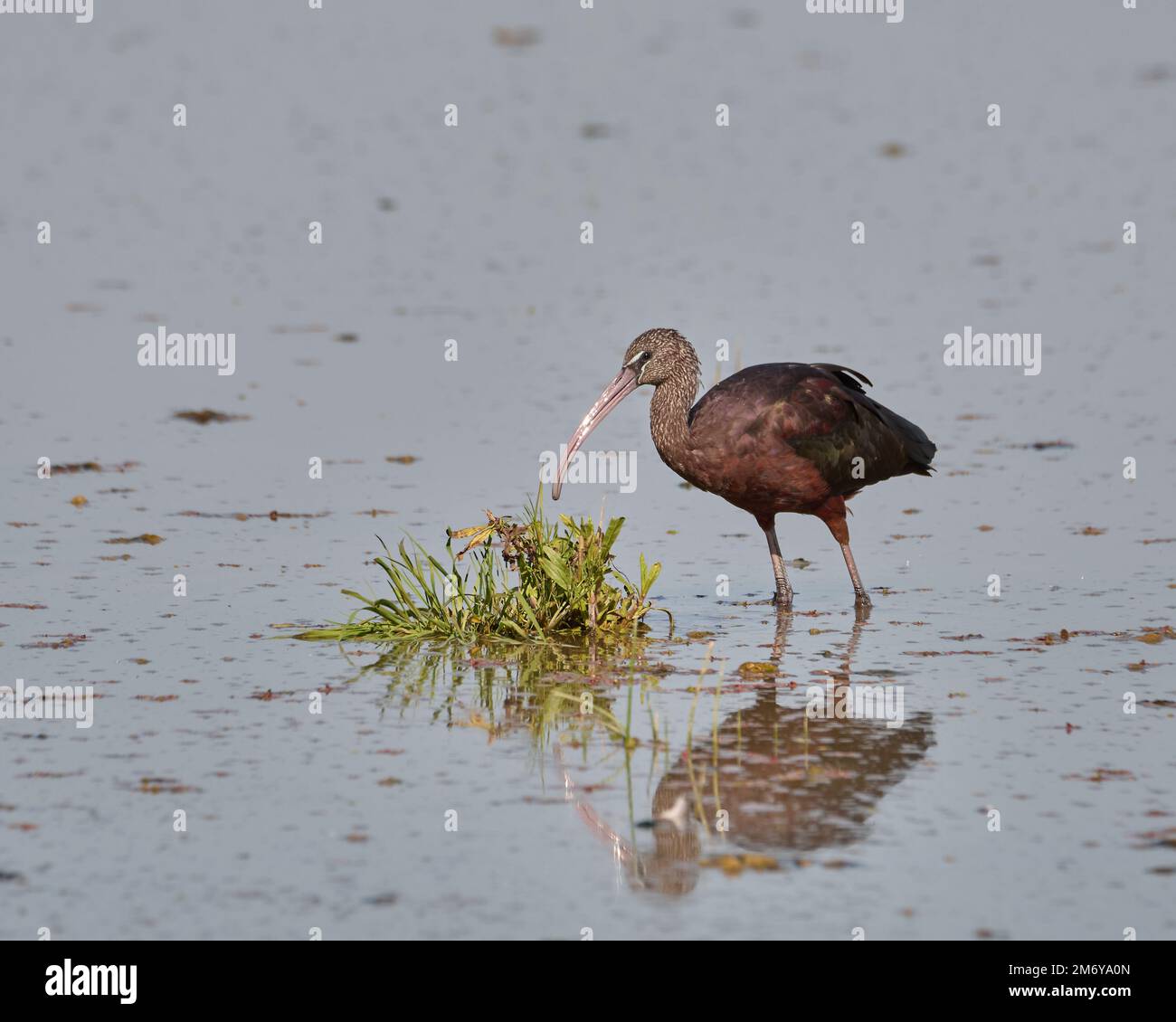 Common Ibis on the shore of a raft with reflection Stock Photo - Alamy