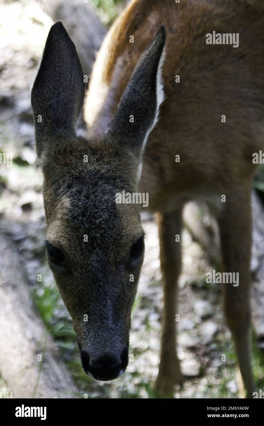 Capreolus Capreolus is a mammal cervidae animal Stock Photo - Alamy