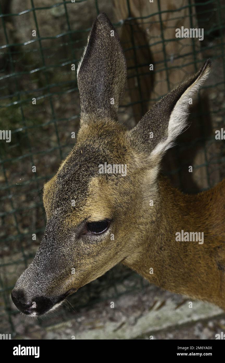 Capreolus Capreolus is a mammal cervidae animal Stock Photo - Alamy