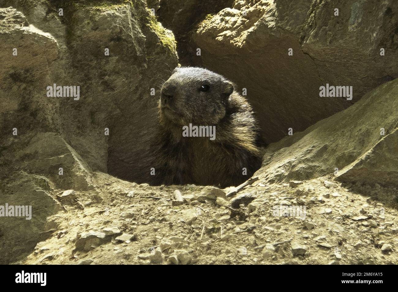 Marmots are generally large ground squirrels in the genus Marmota Stock Photo - Alamy