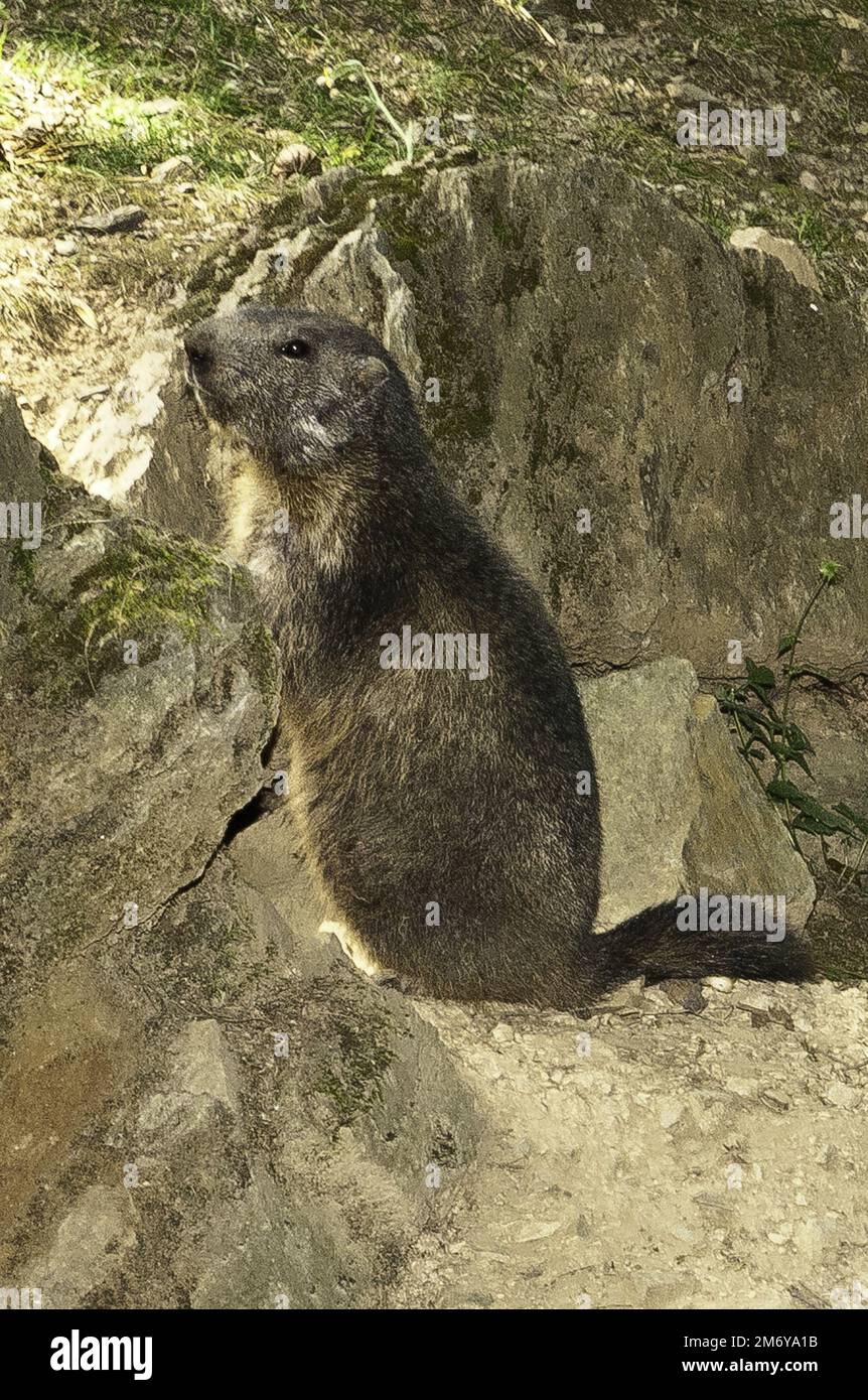 Marmots are generally large ground squirrels in the genus Marmota Stock Photo - Alamy