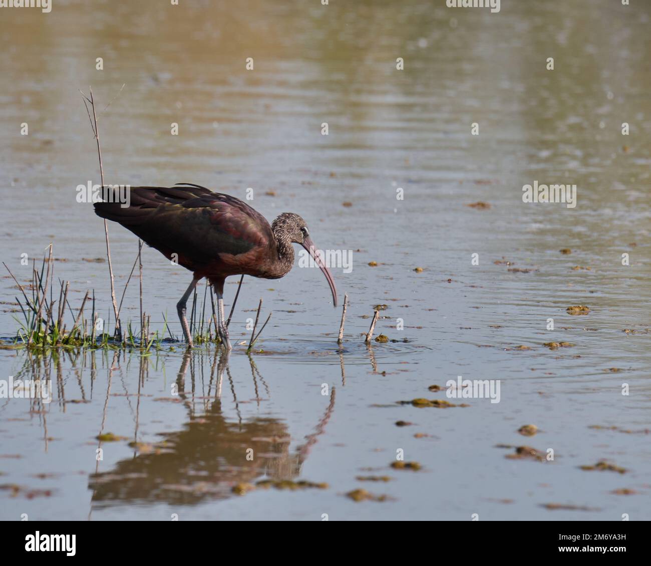 Common Ibis on the shore of a raft looking for food Stock Photo - Alamy