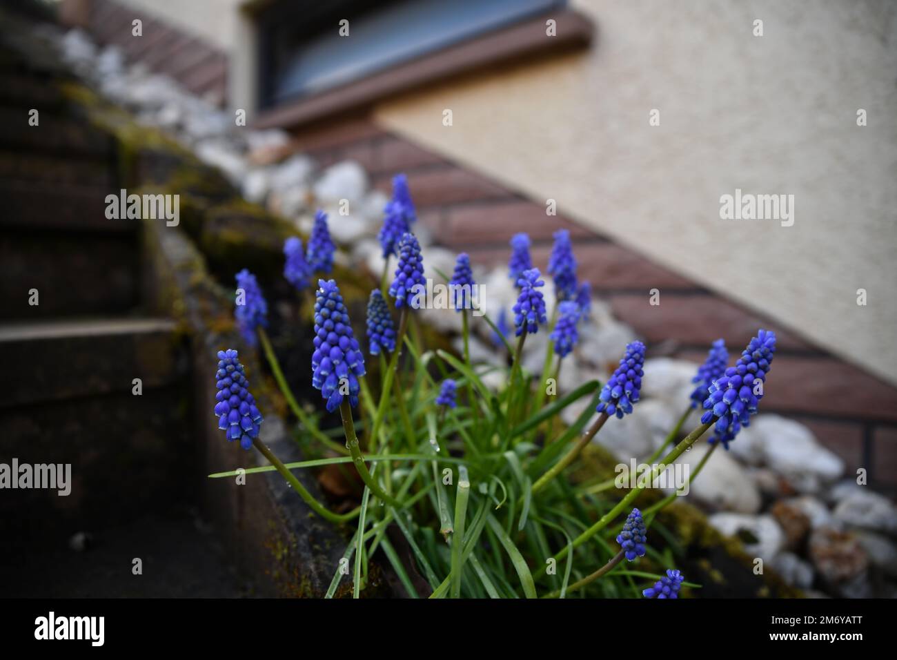Muscari ‘Ocean Magic’ Flower in the garden Stock Photo - Alamy
