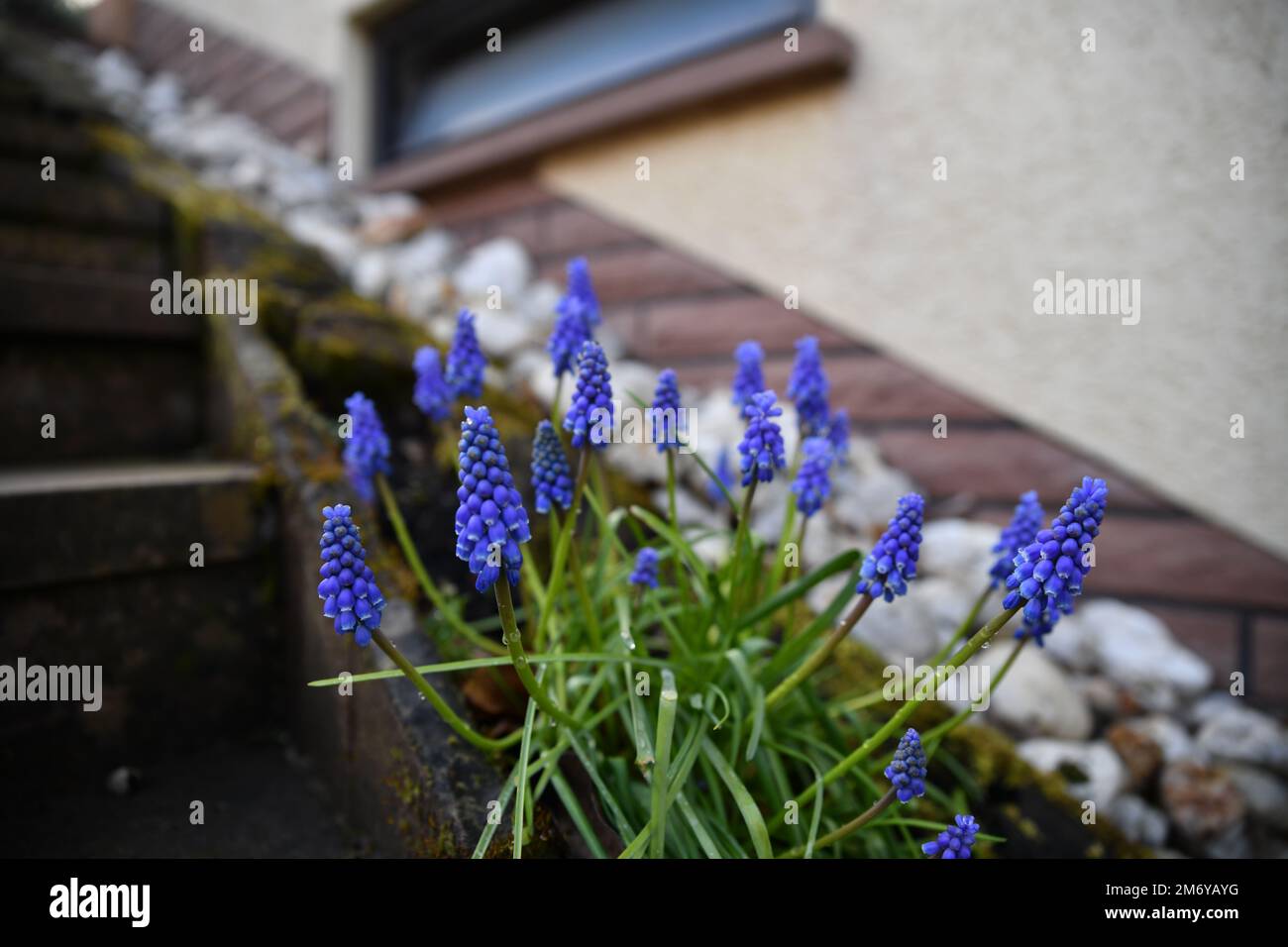 Muscari ‘Ocean Magic’ Flower in the garden Stock Photo - Alamy