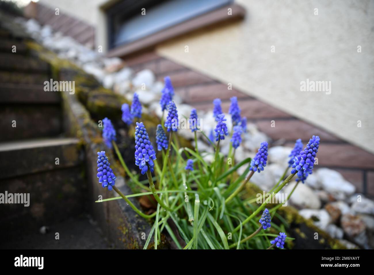 Muscari ‘Ocean Magic’ Flower in the garden Stock Photo - Alamy