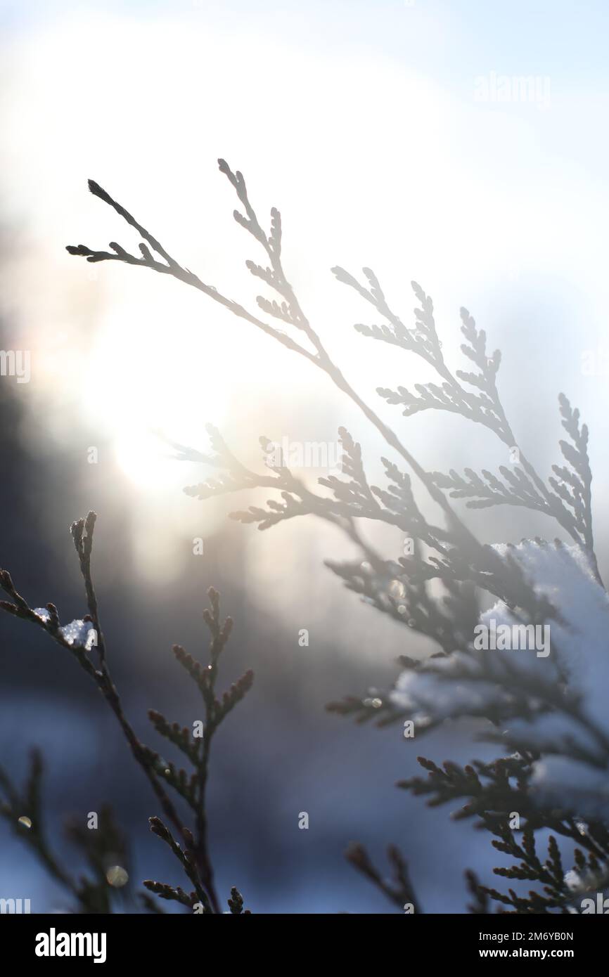 Top branches covered with snow against sunny sky, frozen trees in the forest sky background ...