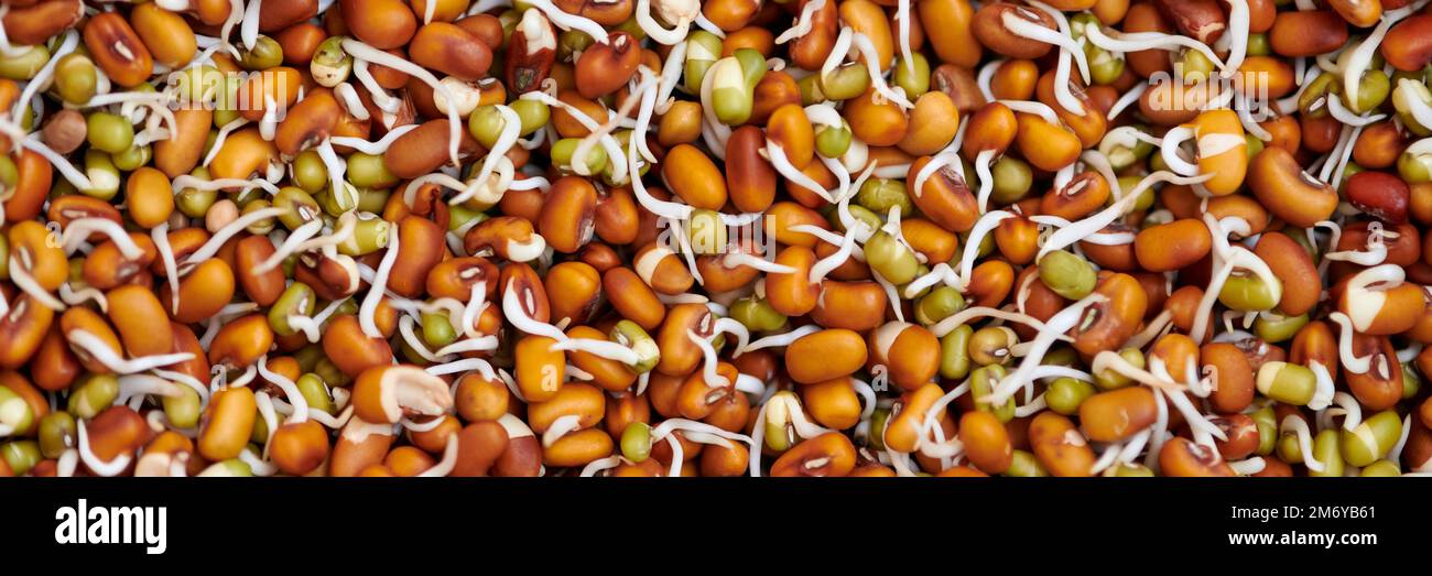 Mixed sprouts of red cowpea and green mung beans for healthy vegetarian ...