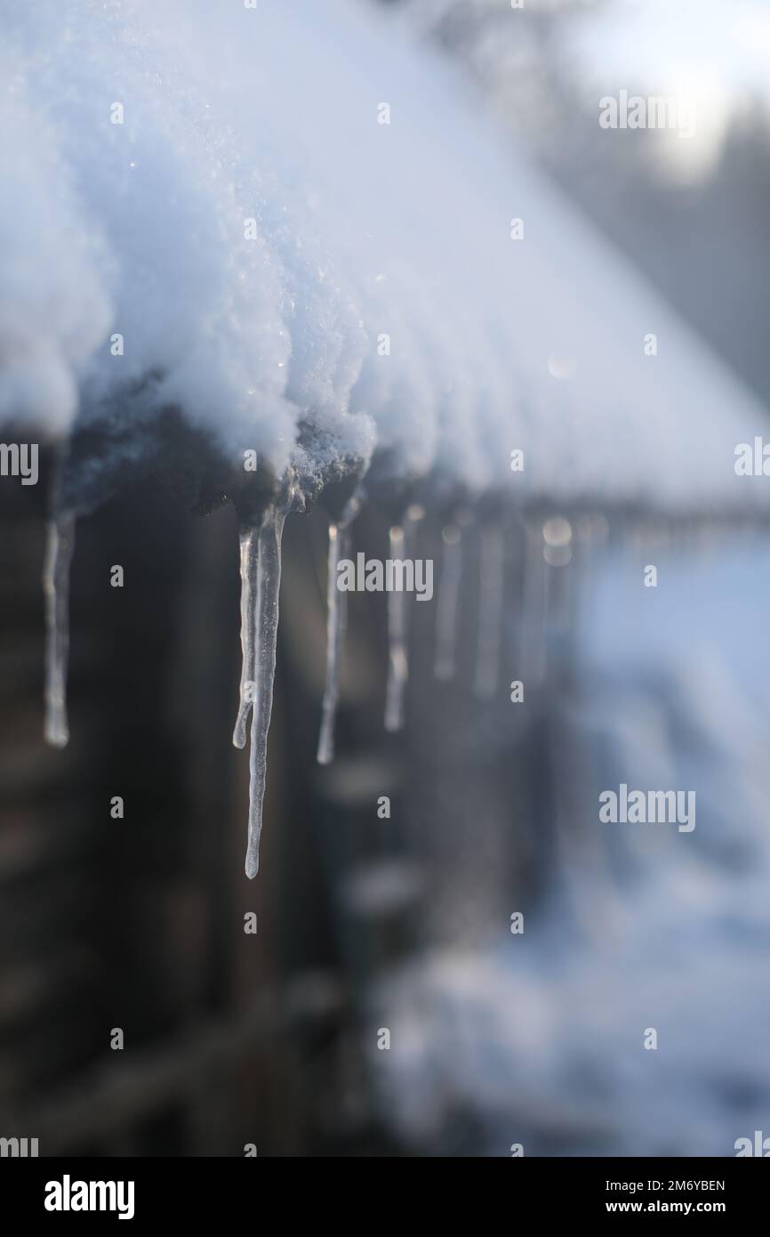 Spring background with icicles melting in the sun. Icicles close-up. Snow melting. Rustic scene ...