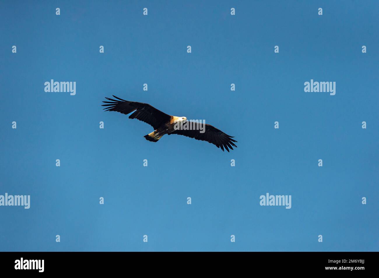 Haliaeetus leucoryphus or Pallas's fish eagle or sea eagle or band ...