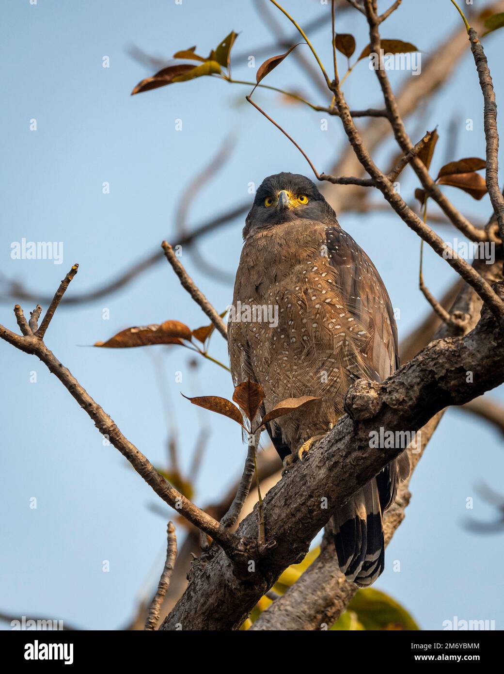 Crested Serpent Eagle or Spilornis cheela closeup or bird of prey ...