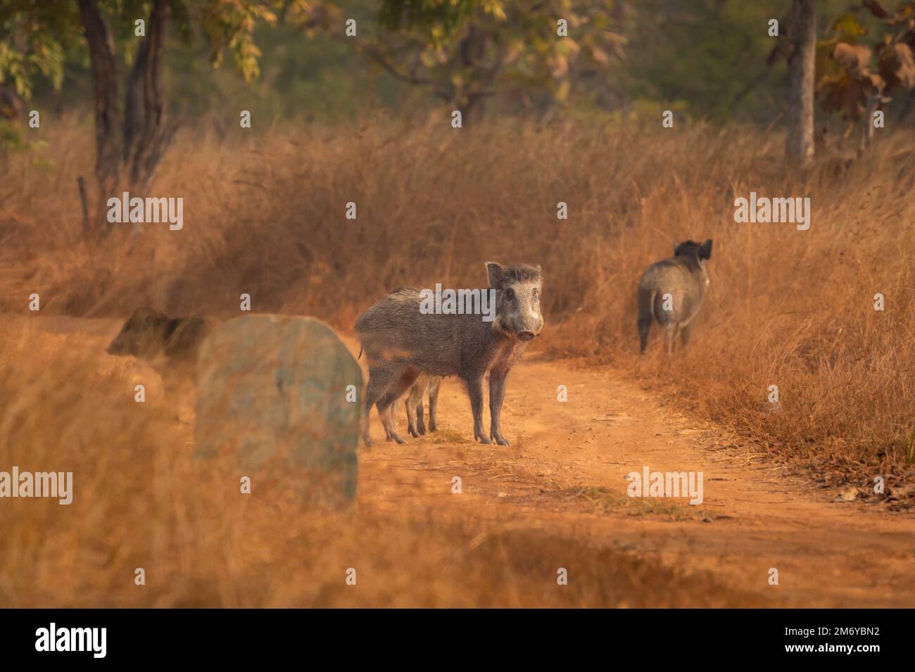 Indian boar or Andamanese or Moupin pig or wild boar Sus scrofa ...