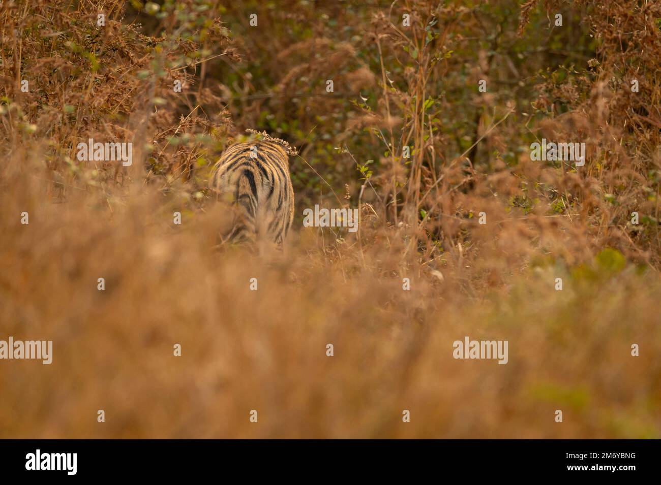 wild bengal tiger or panthera tigris tigris back profile or view ...