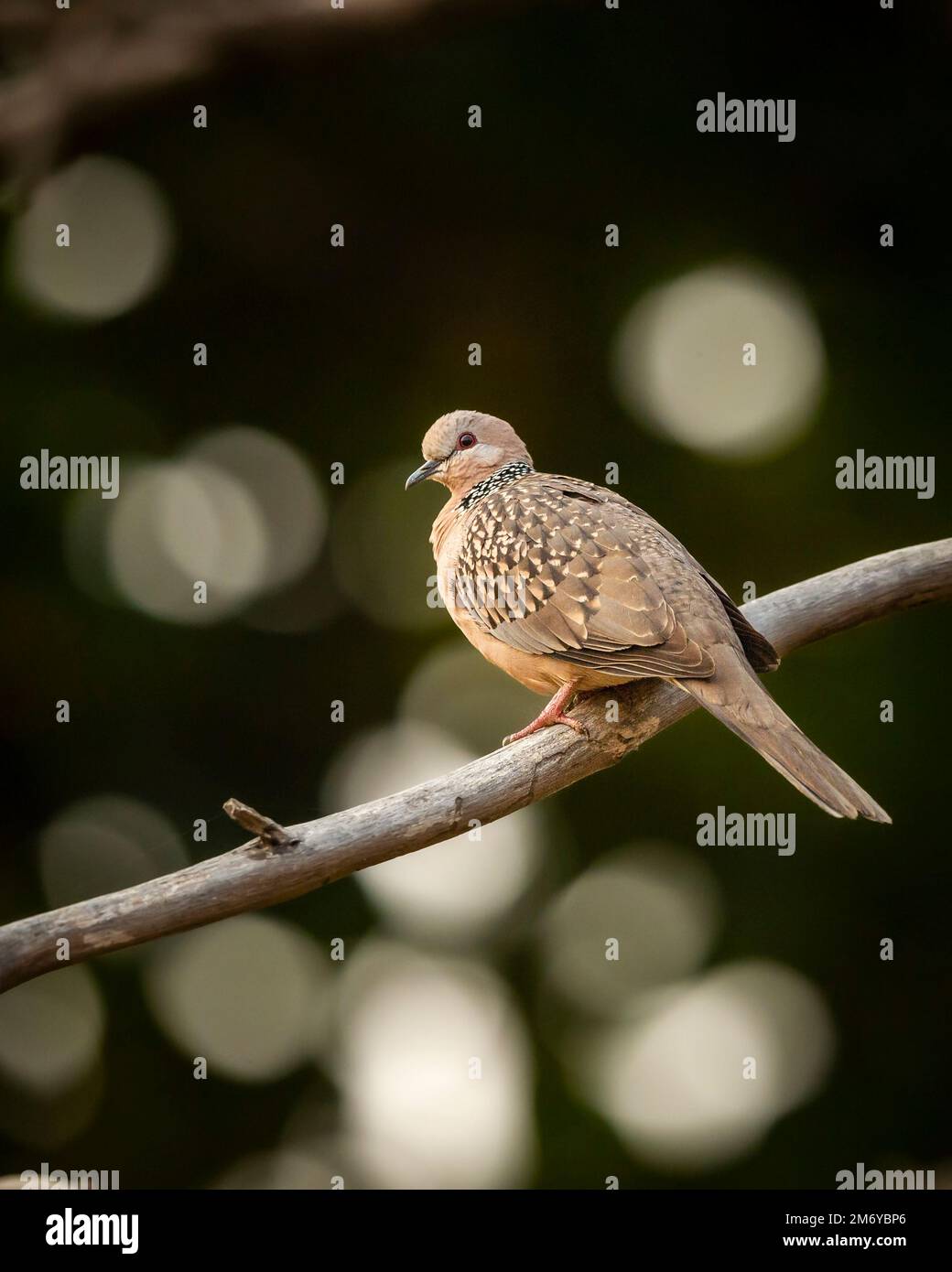 spotted dove or Spilopelia chinensis closeup or face portrait in bokeh ...