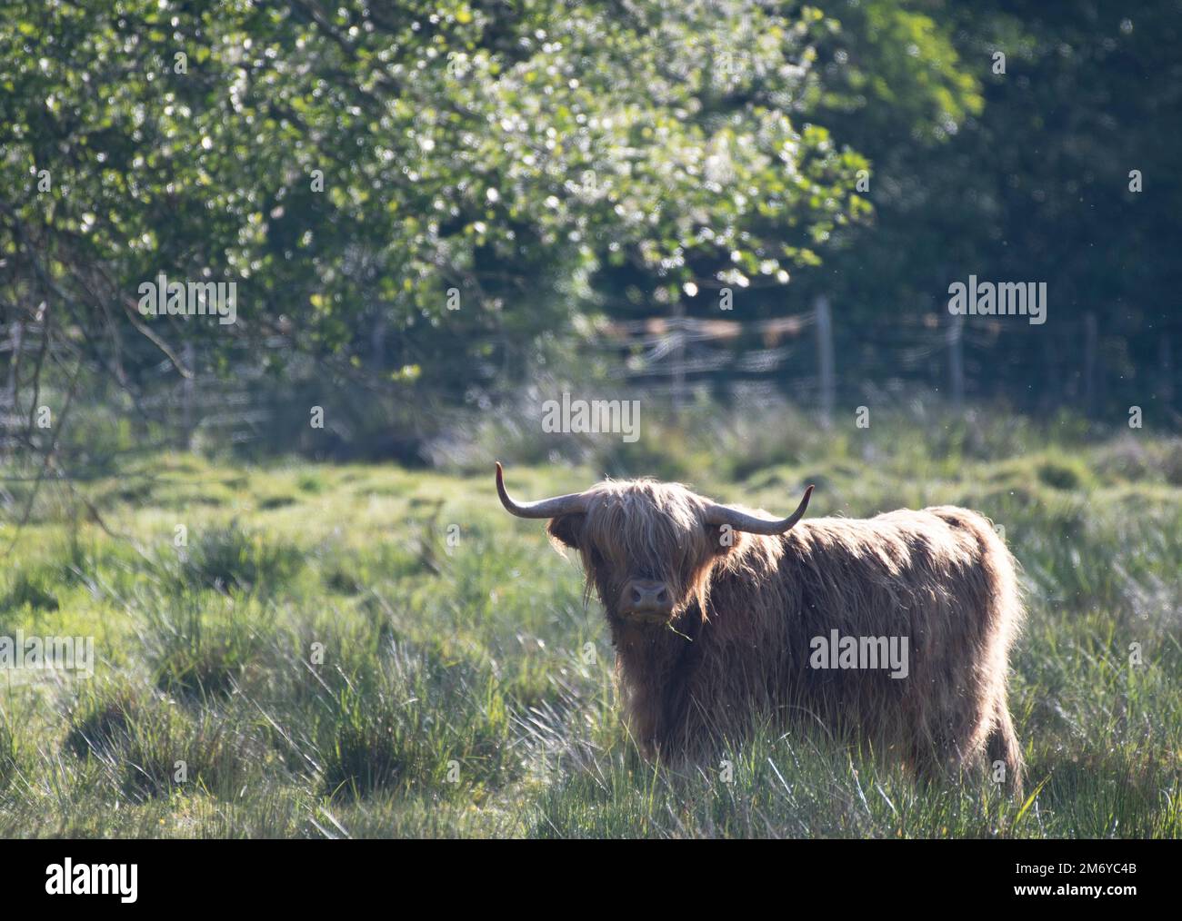 Highland Cow in pasture, backlit in sunshine on a summer evening Stock ...