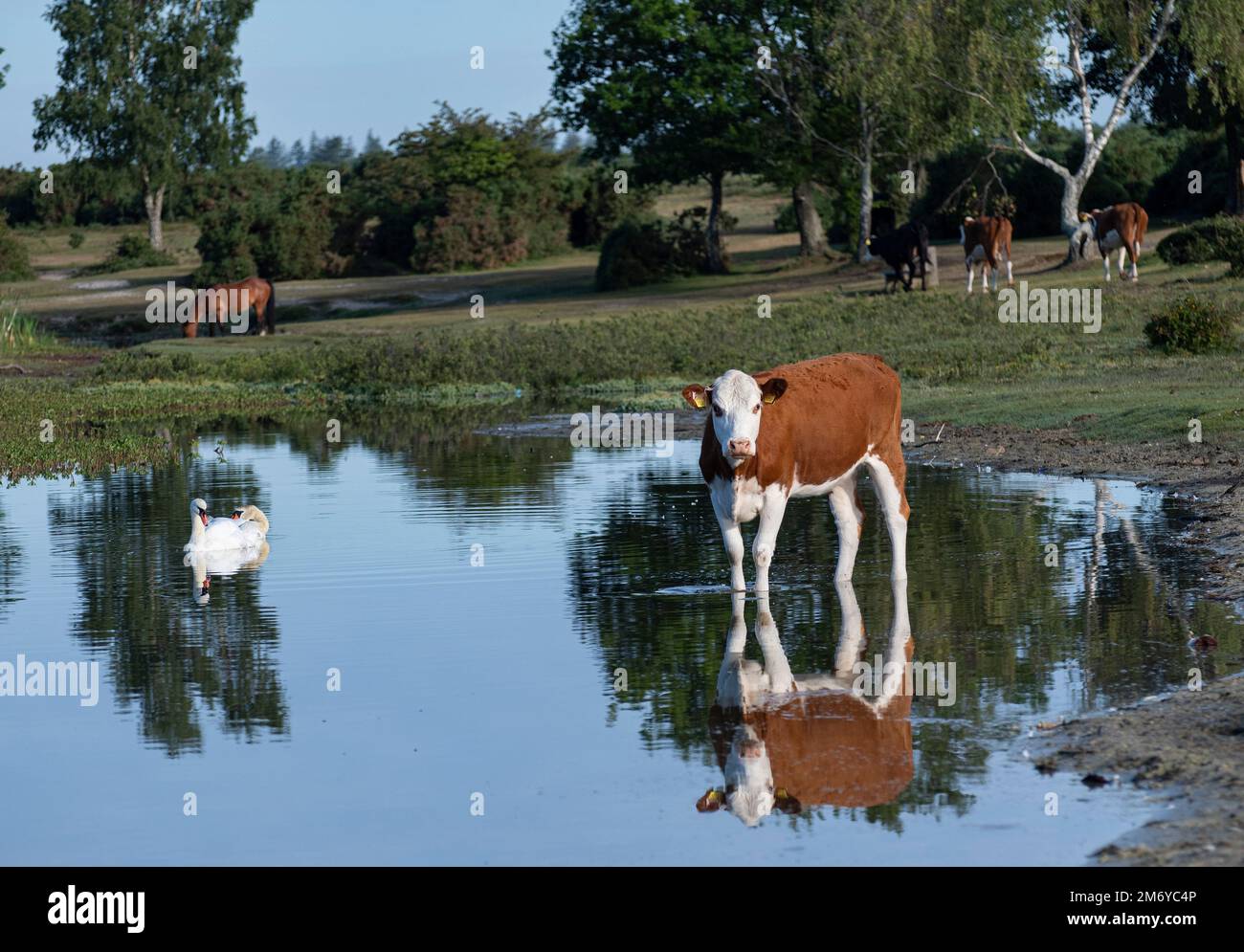 Hatchet Pond New Forest Cattle and swan in water on a summer evening ...