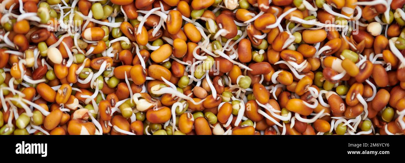 Mixed sprouts of red cowpea and green mung beans for healthy vegetarian ...