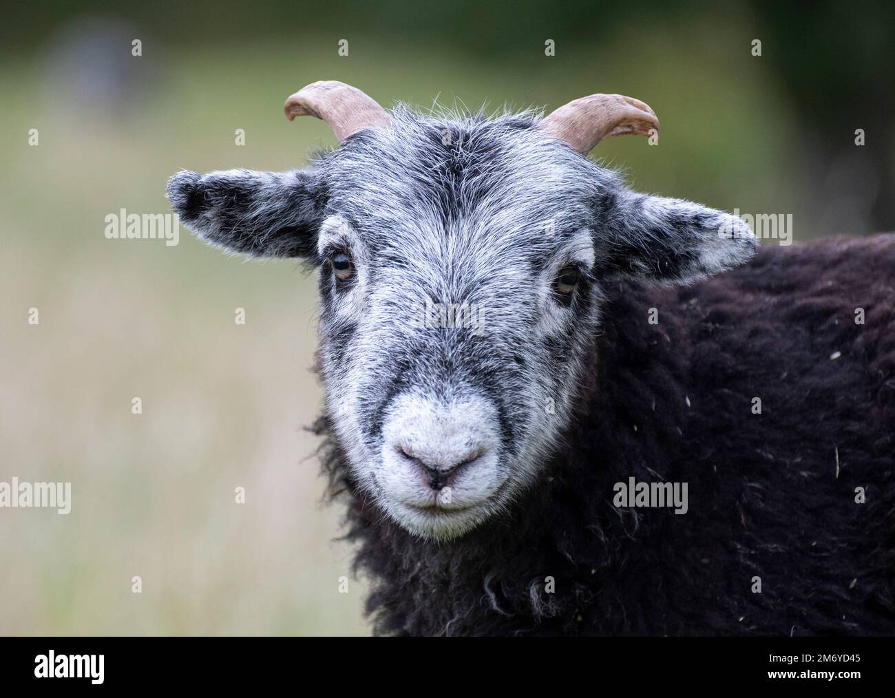 Herdwick Sheep black and grey lamb changing colour with age Stock Photo ...