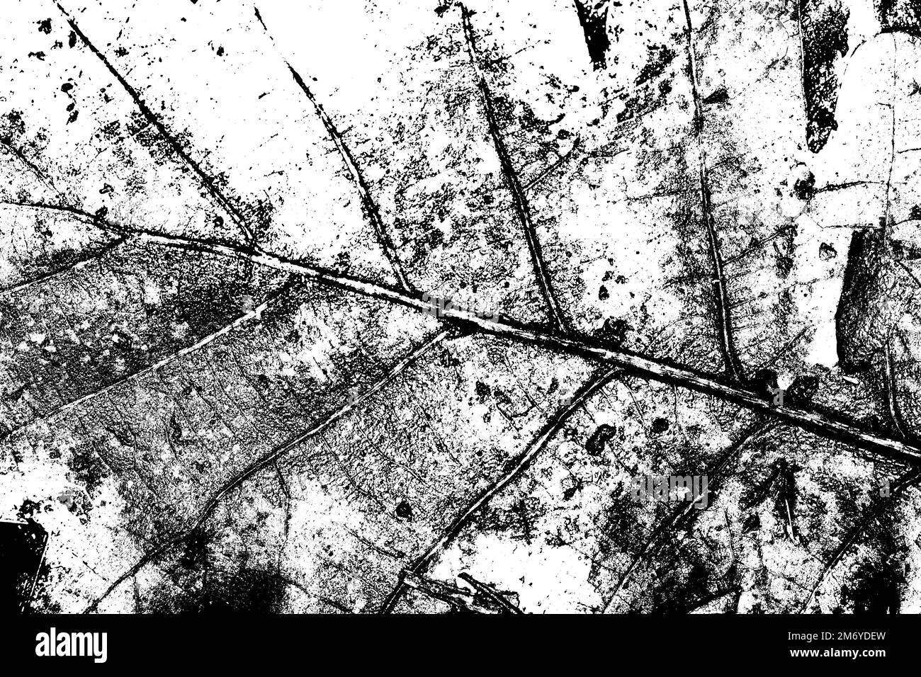 Leaf selection white background Black and White Stock Photos & Images ...