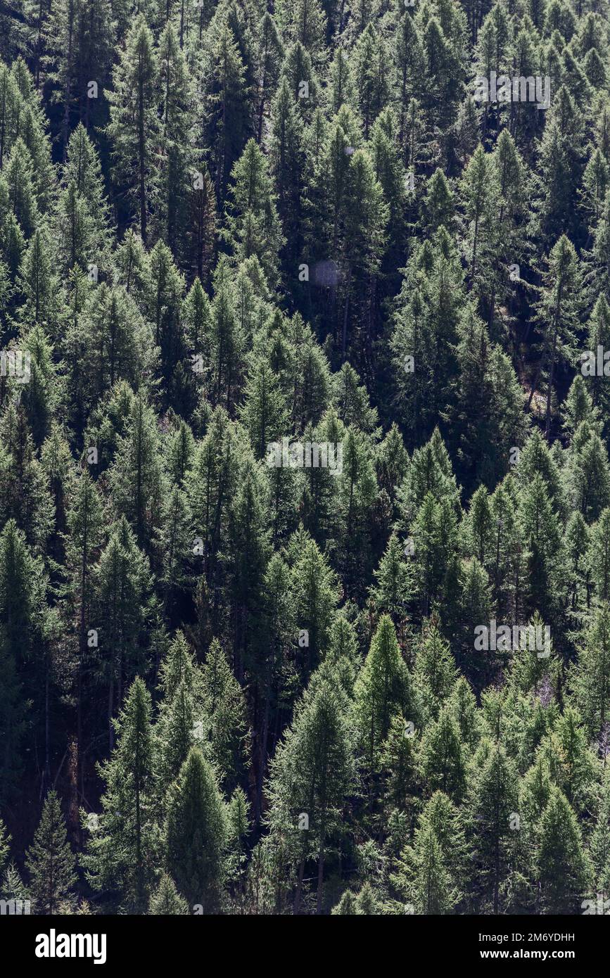 Panoramic shot of crowns of green coniferous trees in dense impenetrable forest lit by bright ...