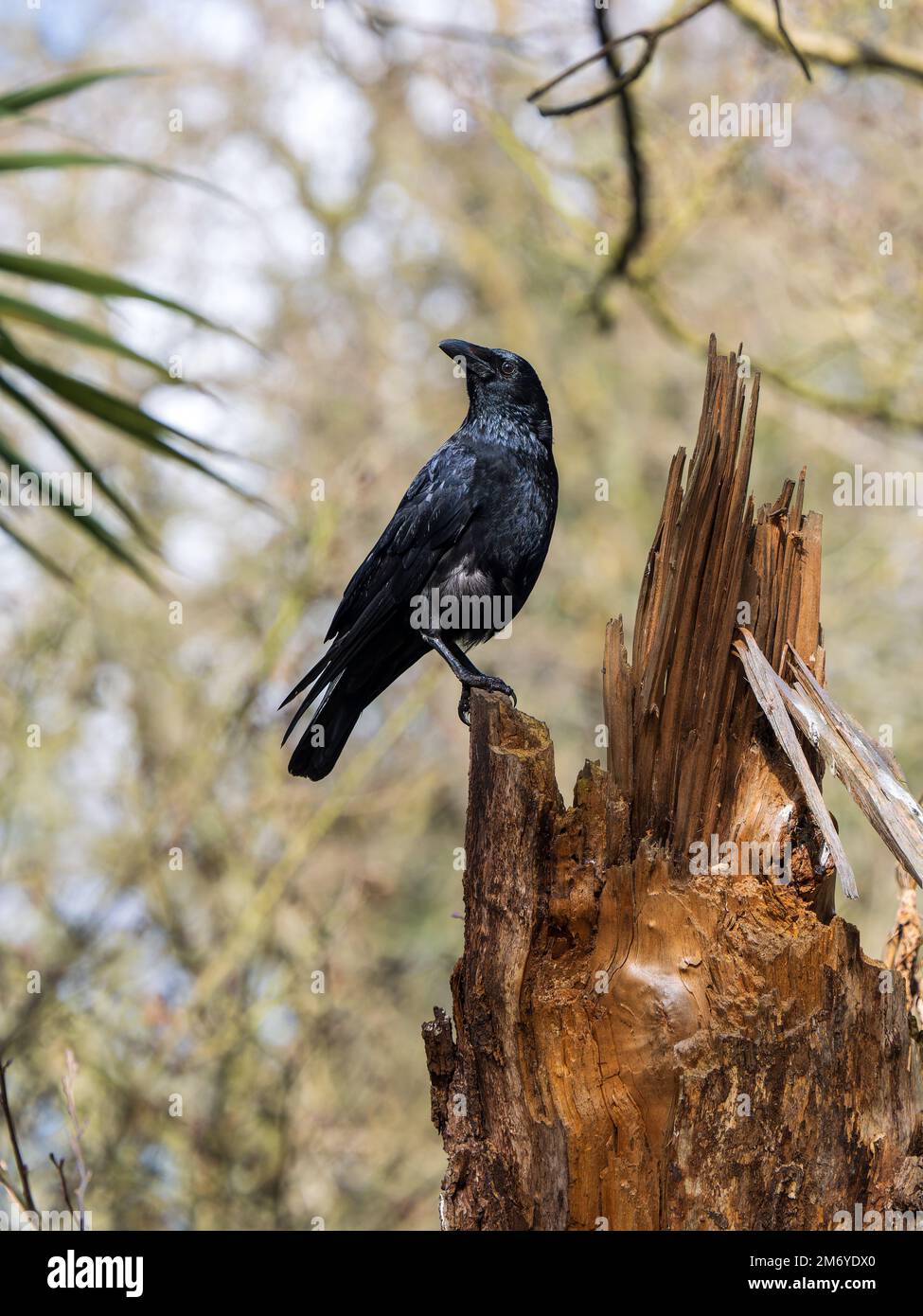 Crow Perced on a Tree Trunk Stock Photo - Alamy