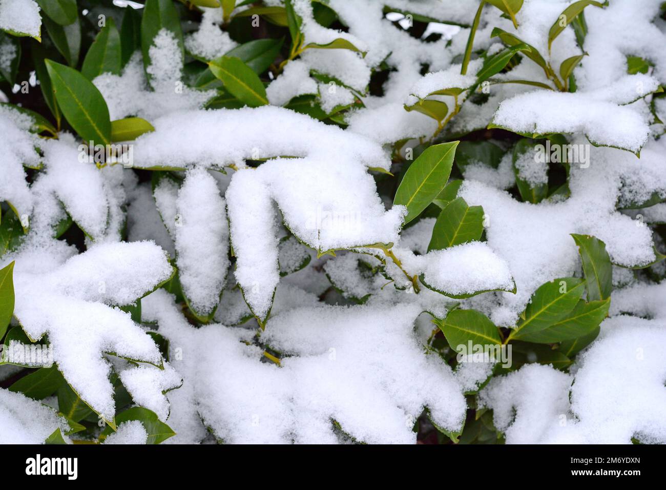 background with a beautiful green bush full of fluffy white snow. Green ...