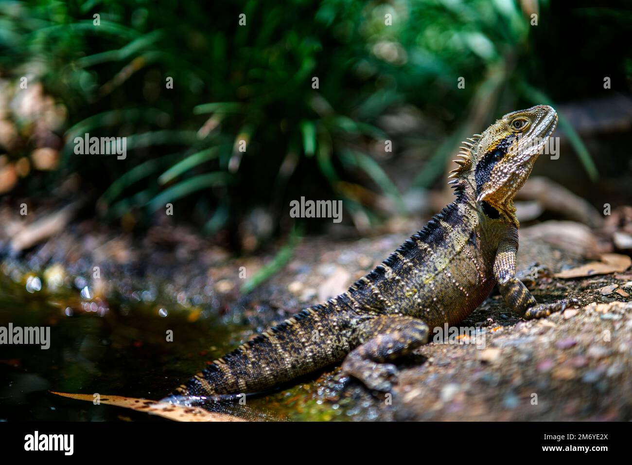 Adult Eastern Water Dragon (intellagama lesueurii) camouflaged while ...