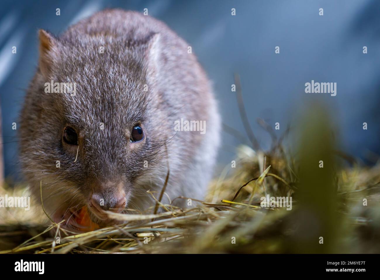 Close up portrait of face of Rufus Bettong aka Woylie (Aepyprymnus ...