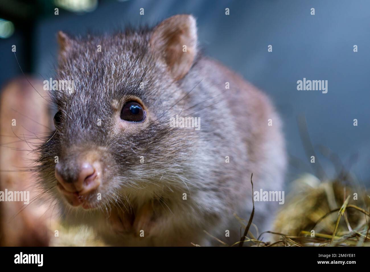 Close up portrait of face of Rufus Bettong aka Woylie (Aepyprymnus ...