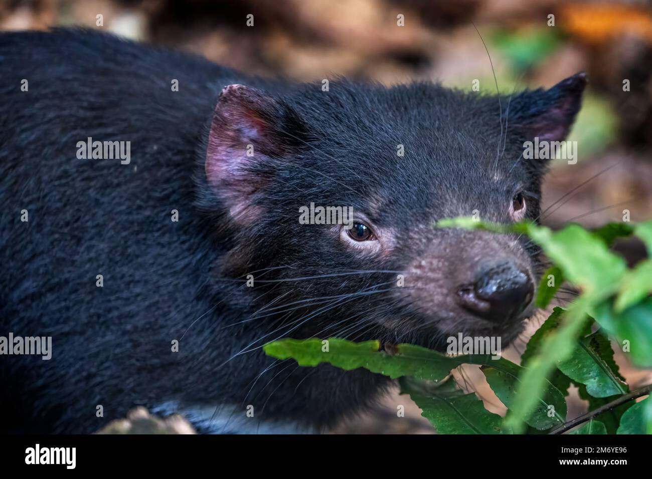 Close up of face of Tasmanian Devil (Sarcophilus harrisii) looking ...