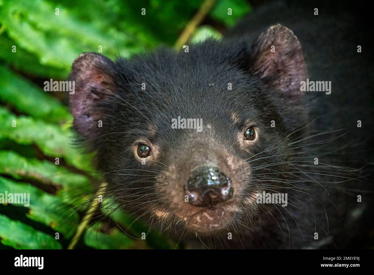 Close up of face of Tasmanian Devil (Sarcophilus harrisii) looking ...