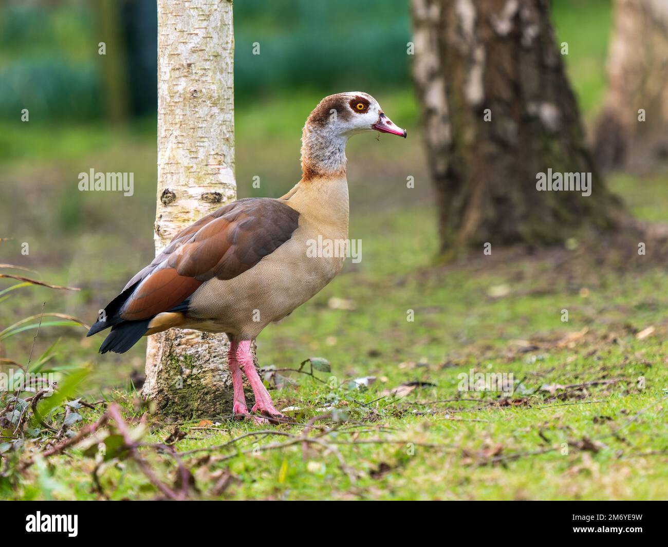 Adult egyptian goose hi-res stock photography and images - Alamy